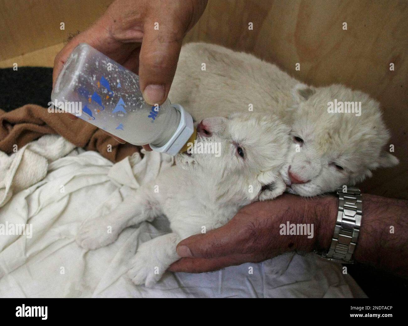 A two-day-old white lion cub is fed from a baby bottle in Belgrade Zoo ...