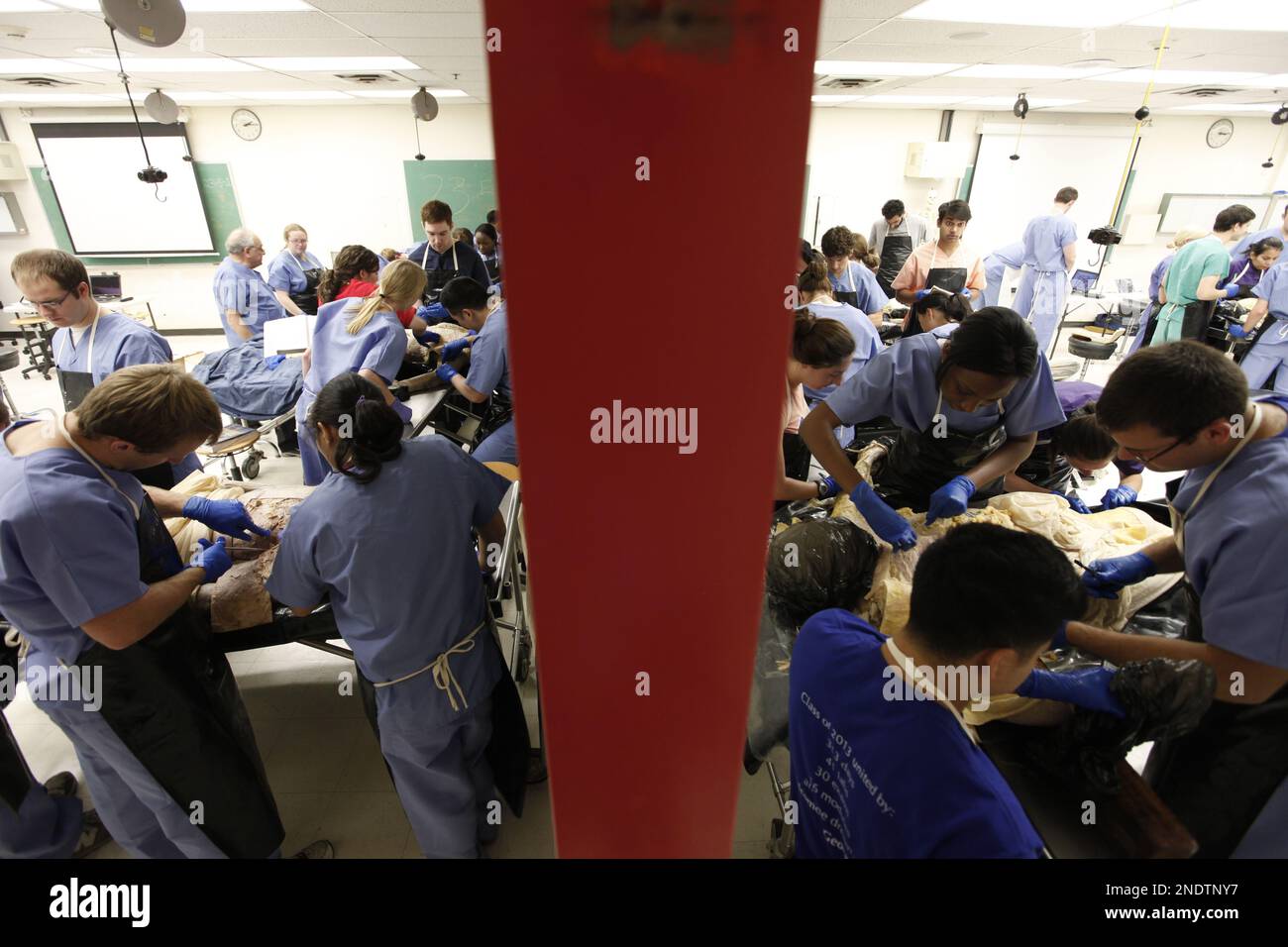 First year medical students are seen in two classrooms as they dissect ...