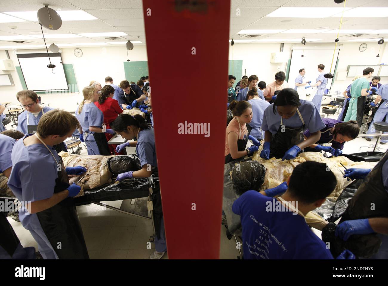 First year medical students are seen in two classrooms as they dissect ...