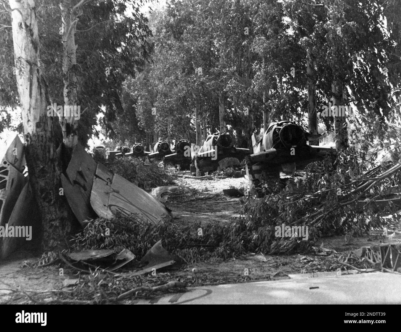 These fuselages of Italian fighter planes, camouflaged among eucalyptus ...