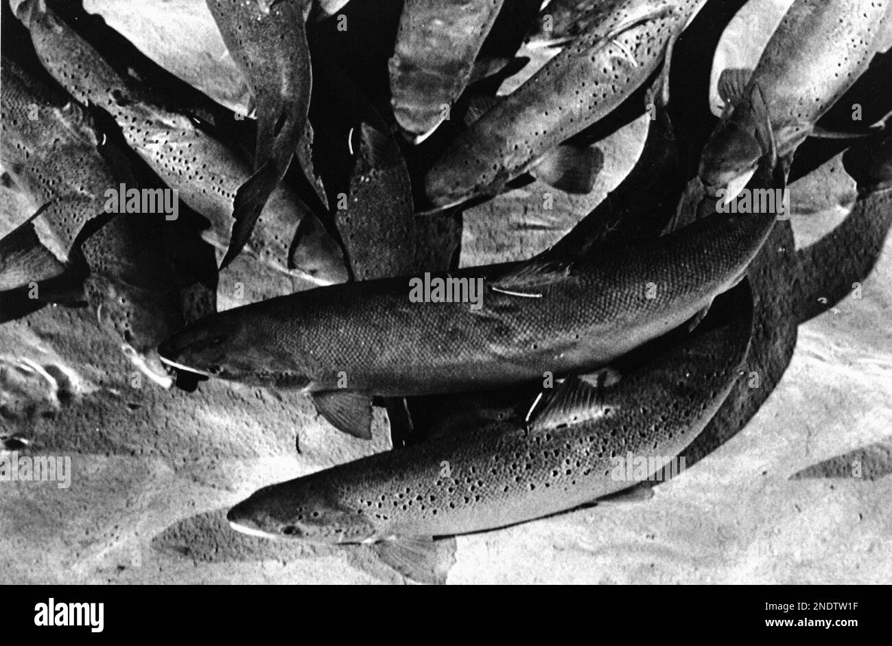 With their dorsal fins tagged for later identification, salmon swim in ...