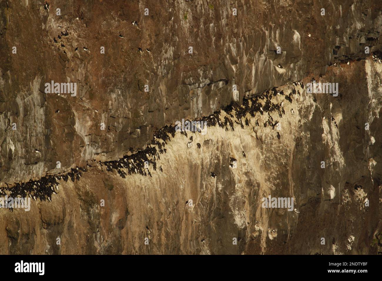 A cliffside nesting colony of Common Murres or Guillemots (Uria aalge ...