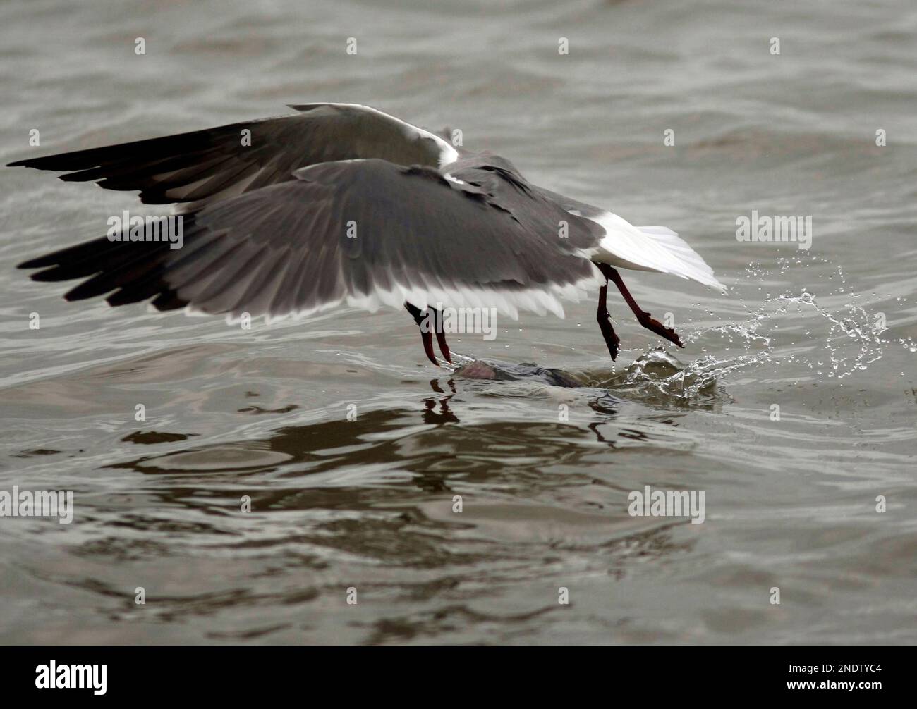 A seagull bites at a dead saltwater catfish floating in the Breton ...
