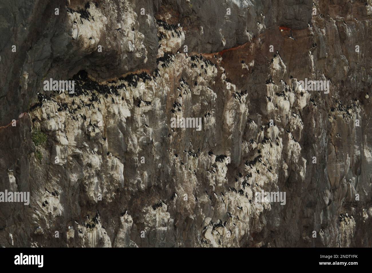 A cliffside nesting colony of Common Murres or Guillemots (Uria aalge ...
