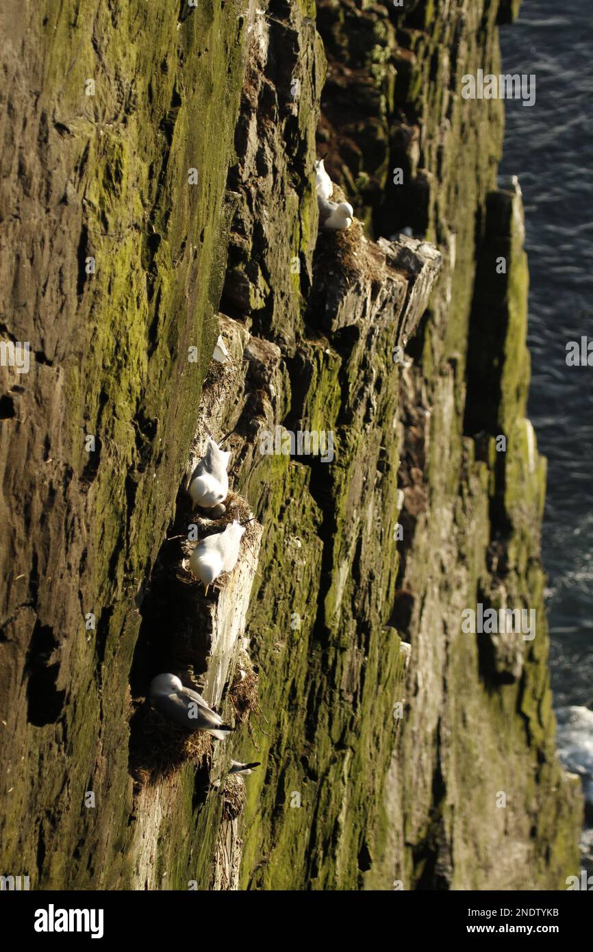 Several Northern Fulmars (Fulmarus glacialis) nesting on the side of a ...
