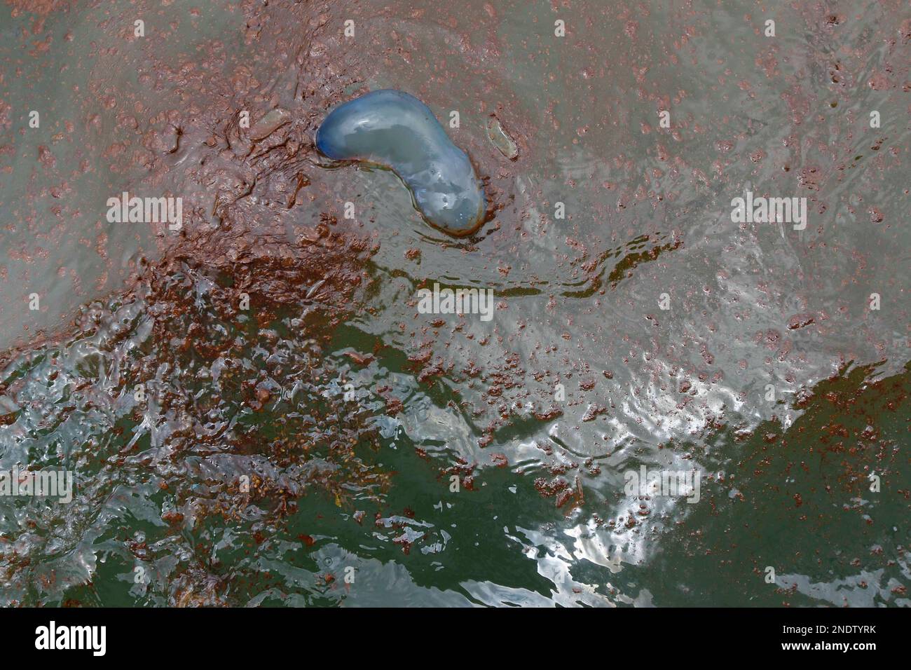 A Portuguese Man-o-War is seen in clumps of oil in the waters of ...