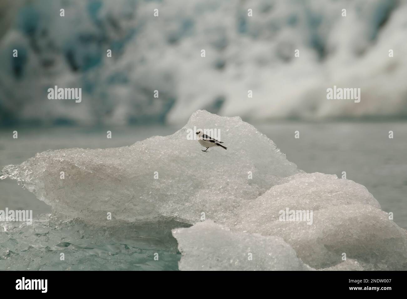 A single Snow Bunting (Plectrophenax nivalis) standing on a small snowy ...