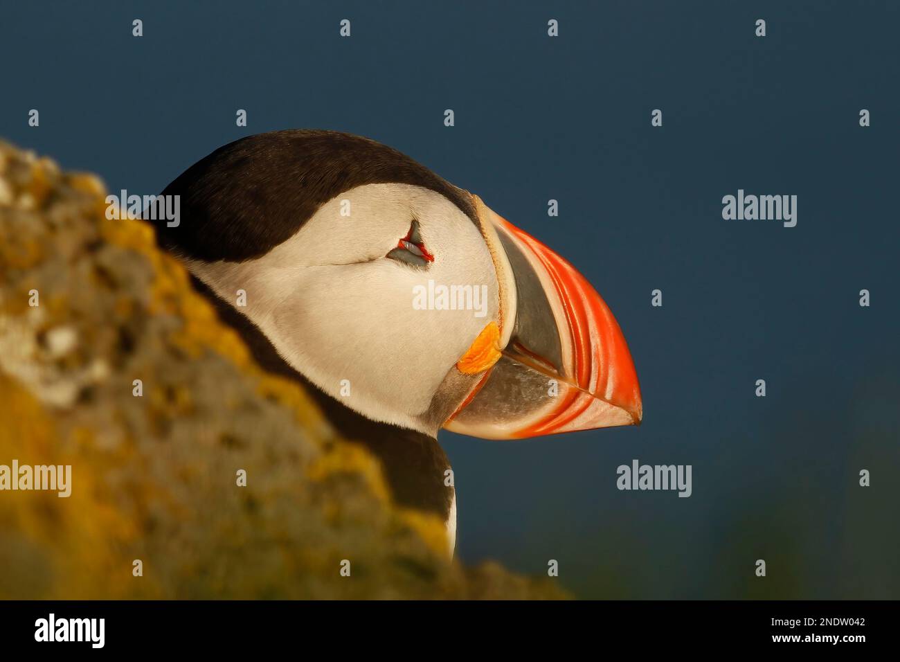 A single Atlantic Puffin (Fratercula arctica) peeking out from behind a ...