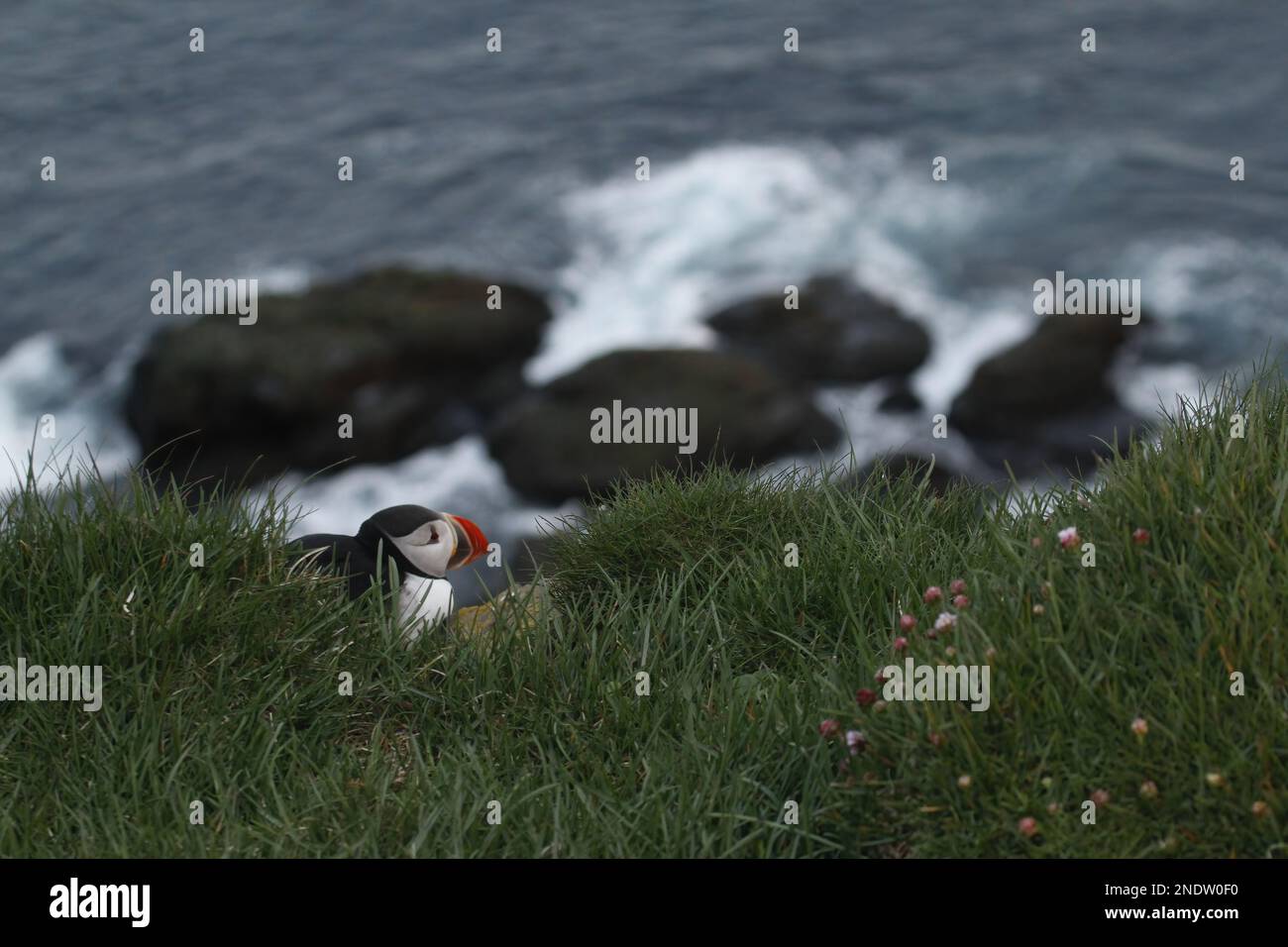 A single Atlantic Puffin (Fratercula arctica) cozy at a cliffside nest ...