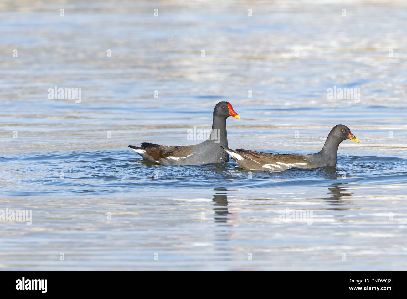 Couple common moorhen waterhen hi-res stock photography and images - Alamy