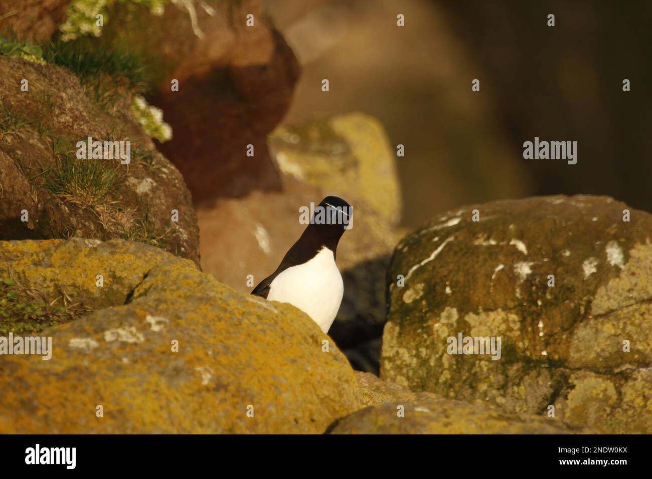 Razorbill photography hi-res stock photography and images - Alamy