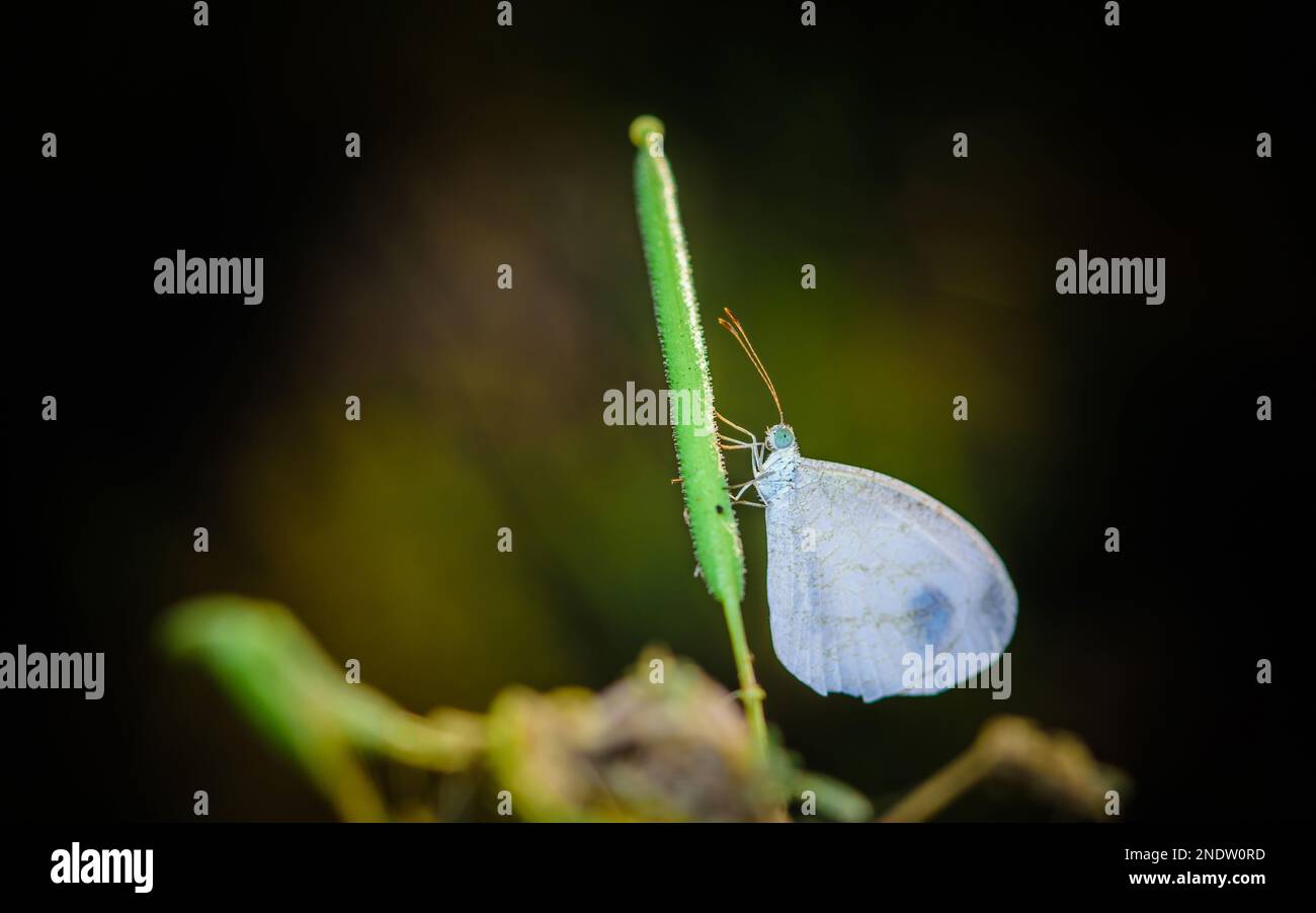 Tiny grass blue butterfly on wildflower in morning, Close up and macro ...