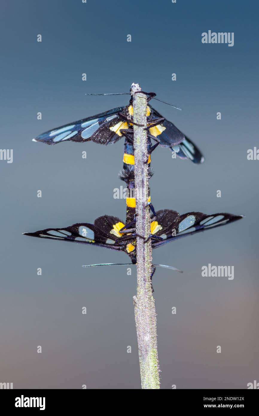 Wasp moth, Tiger moth mating on tree branch, isolated nature background ...