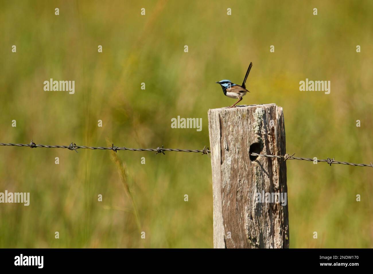 An australian male superb fairy wren photo hi-res stock photography and ...