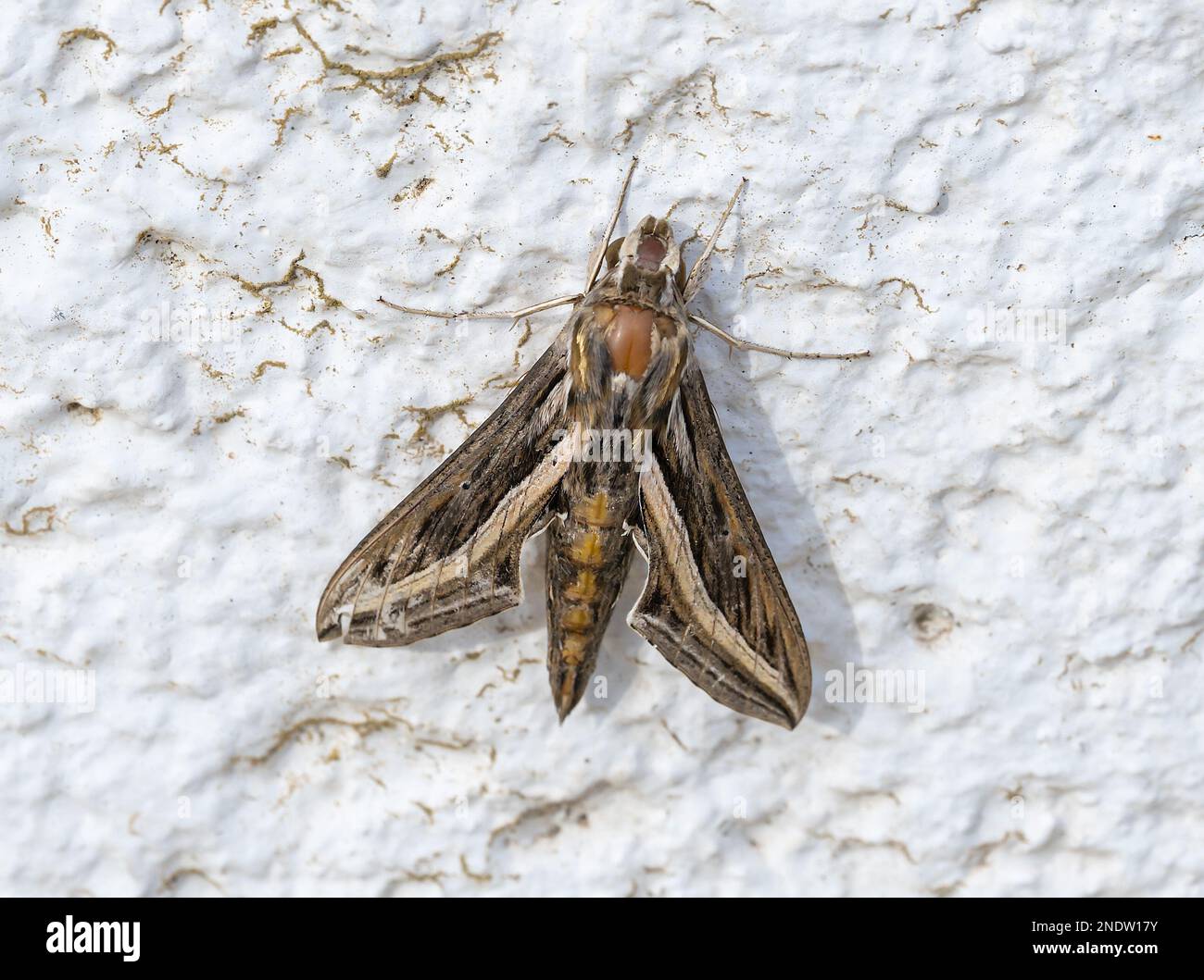 A closeup shot of a silver-striped vine hawk-moth standing on a white ...