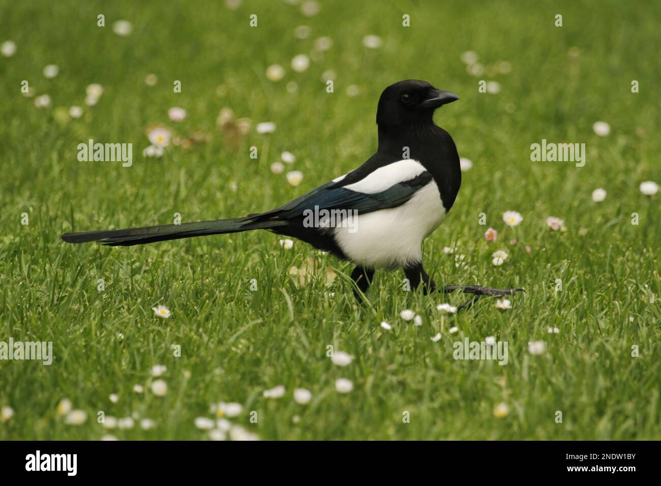 Single Eurasian Magpie walking through grass field with small white ...