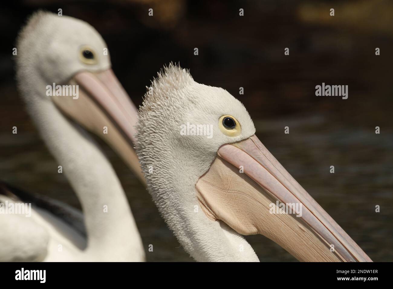 Australian pelicans head hi-res stock photography and images - Alamy