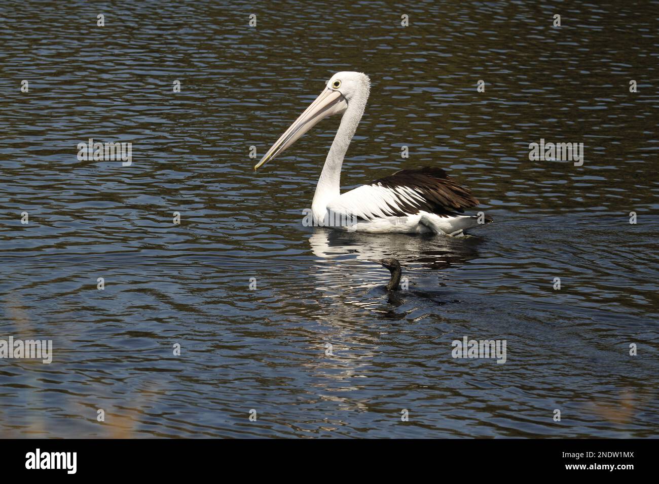 An Australian Pelican (Pelecanus conspicillatus) and Little Black ...
