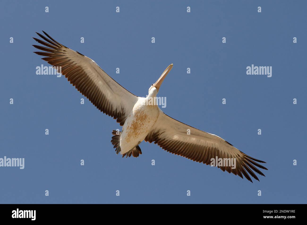 Underside of a flying Australian Pelican (Pelecanus conspicillatus ...