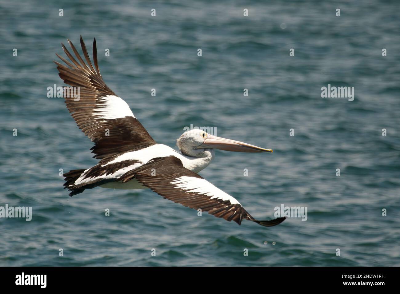 Close up of a flying Australian Pelican (Pelecanus conspicillatus) with ...