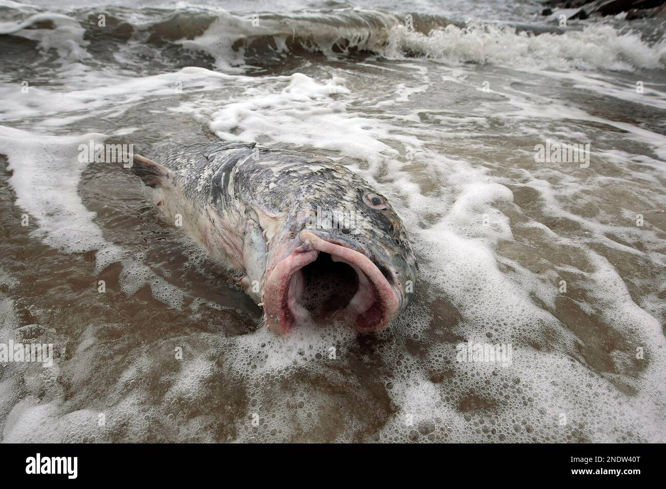 A large drum fish lies washed up on the beach in Long Beach, Miss ...