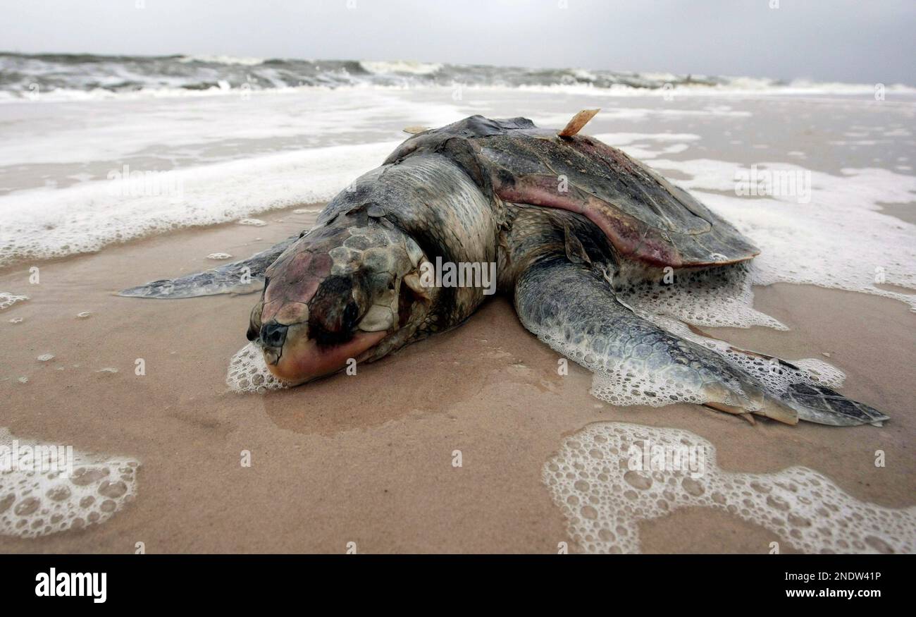 A dead sea turtle lies on the beach in Pass Christian, Miss., Sunday ...