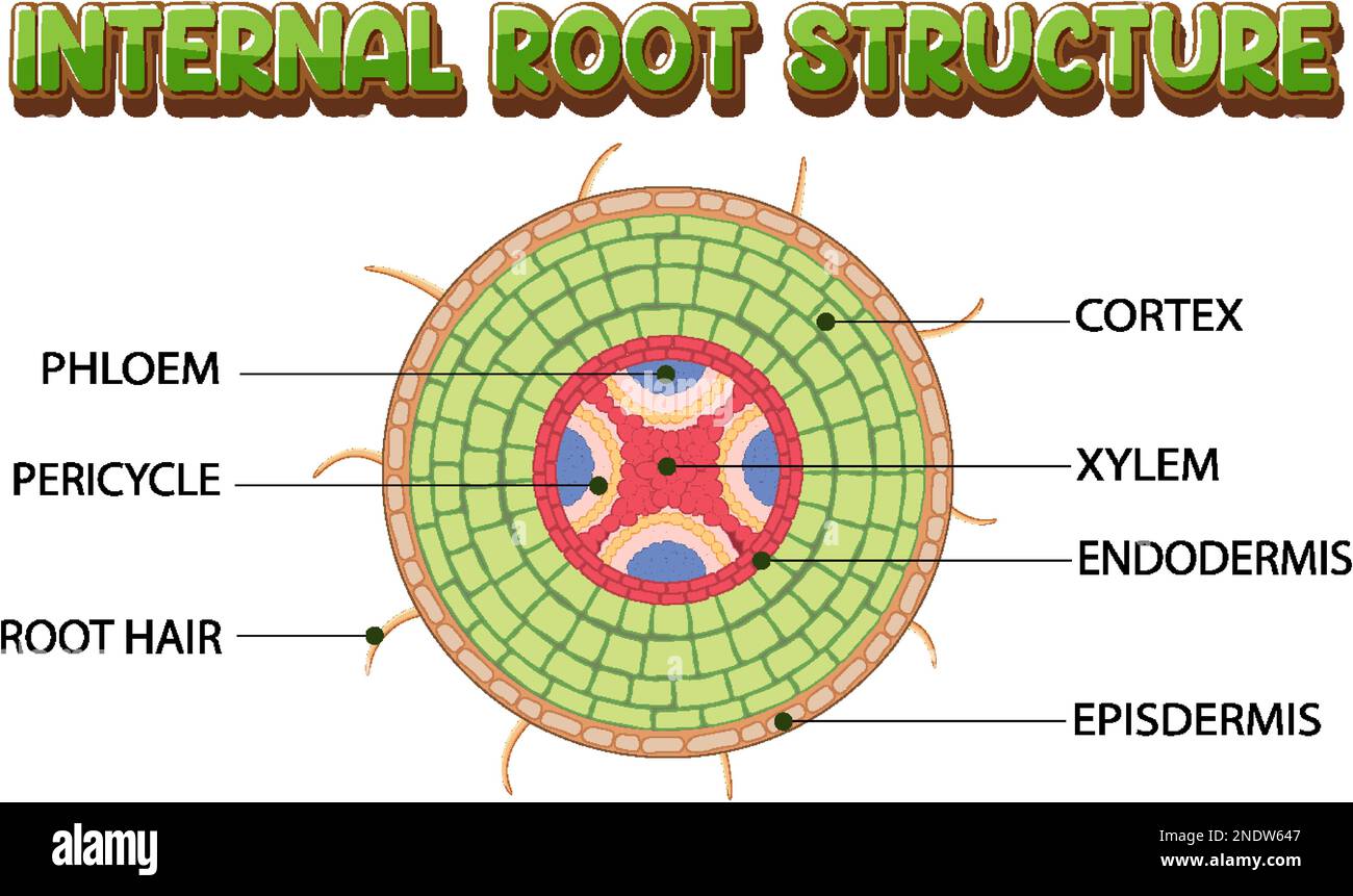 Internal structure of root diagram illustration Stock Vector Image ...