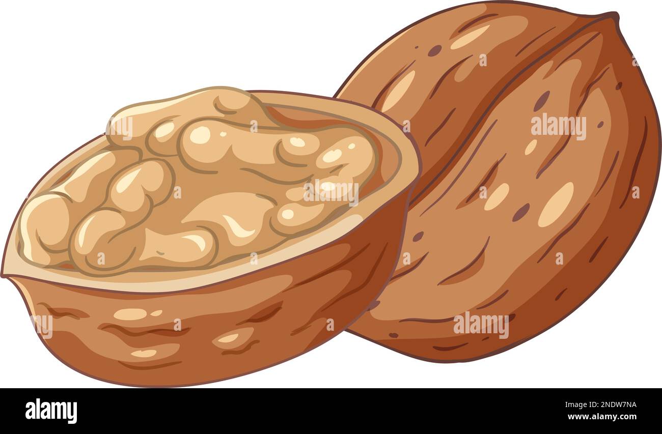 Isolated Simple Walnut Cartoon Illustration Stock Vector Image And Art Alamy