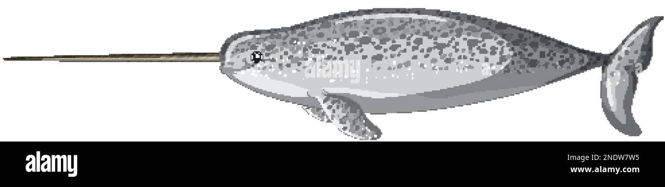 Narwhal on white background illustration Stock Vector Image & Art - Alamy