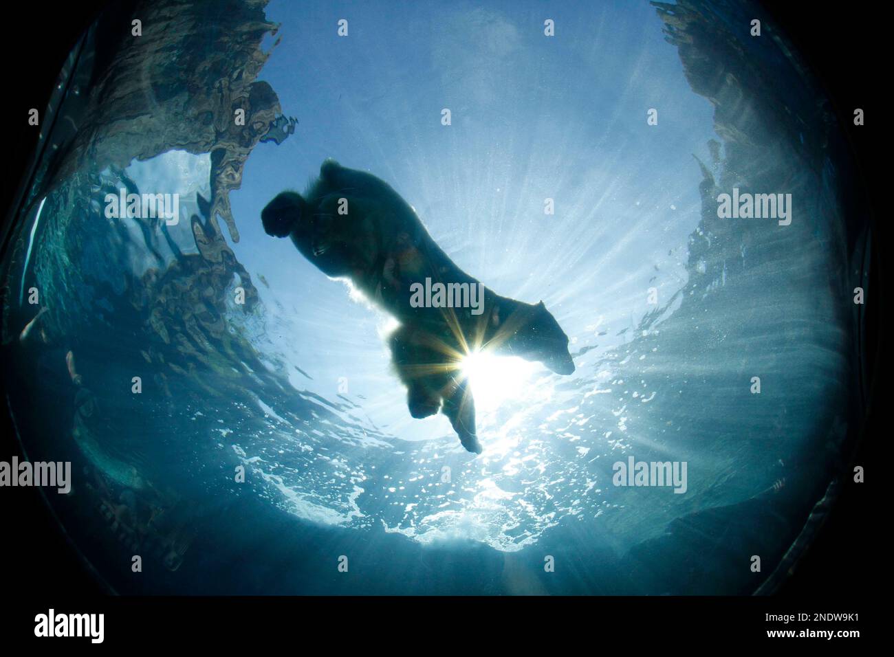 In this photo taken with a fisheye lens, Koda, a 900 pound Polar Bear ...