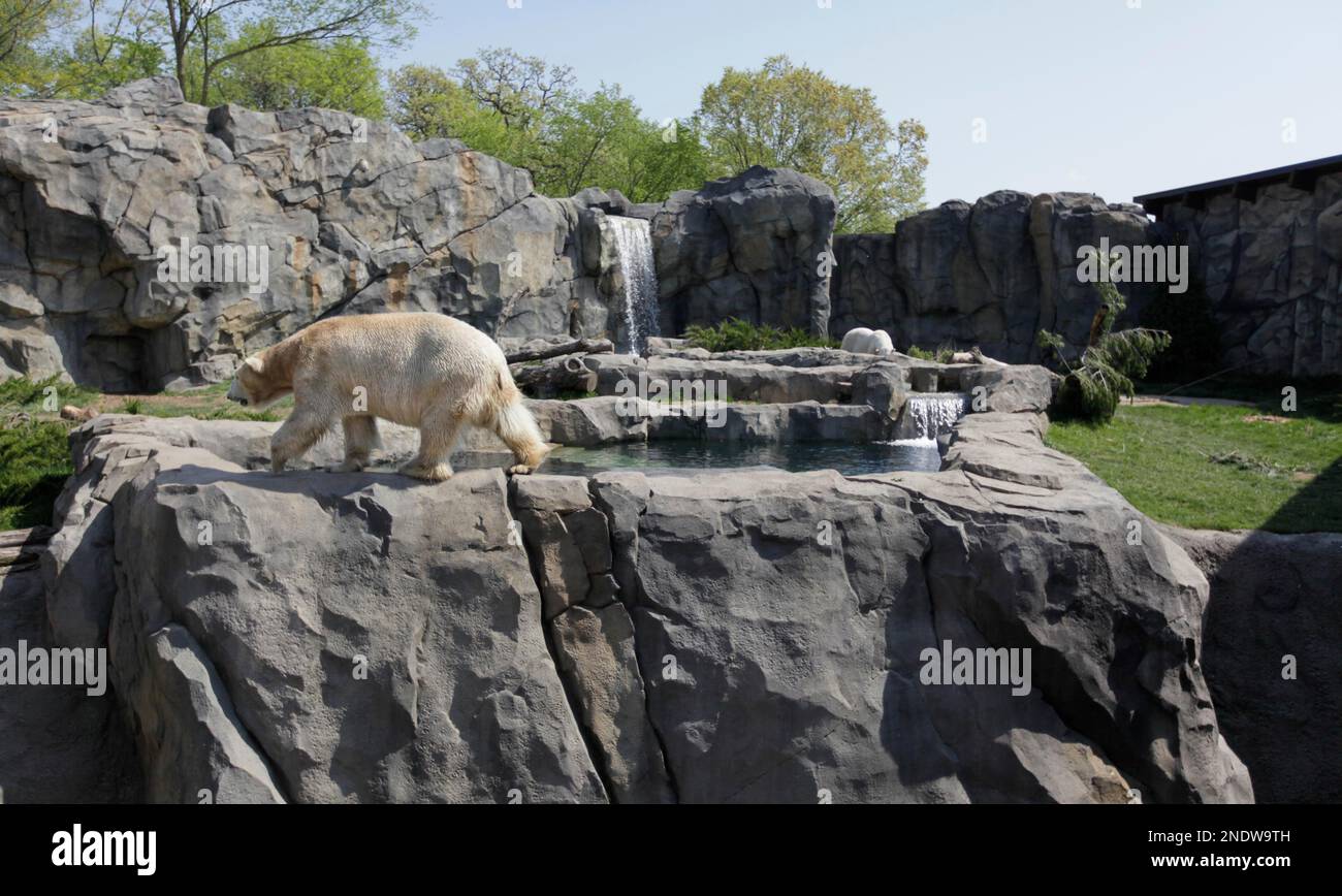 Aussie, a 25-year-old polar bear prowls the new Great Bear Wilderness ...