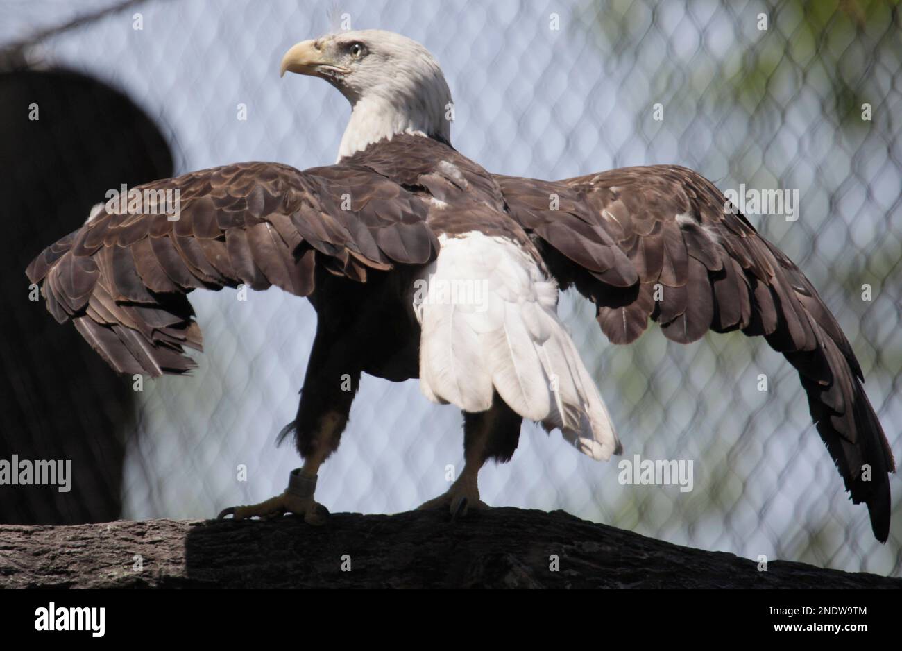 A bald eagle spreads its wings in the Great Bear Wilderness exhibit at the Brookfield Zoo ...