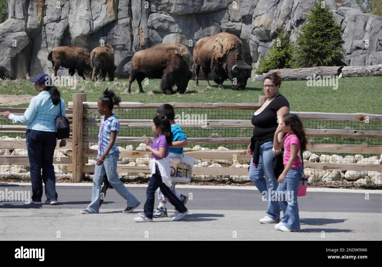 Visitors walk past a heard of Bison in the Great Bear Wilderness ...