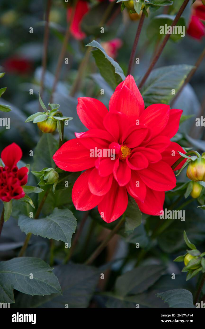 Beautiful Blooming Colorful Dahlia Flower in the Garden Tree Stock ...