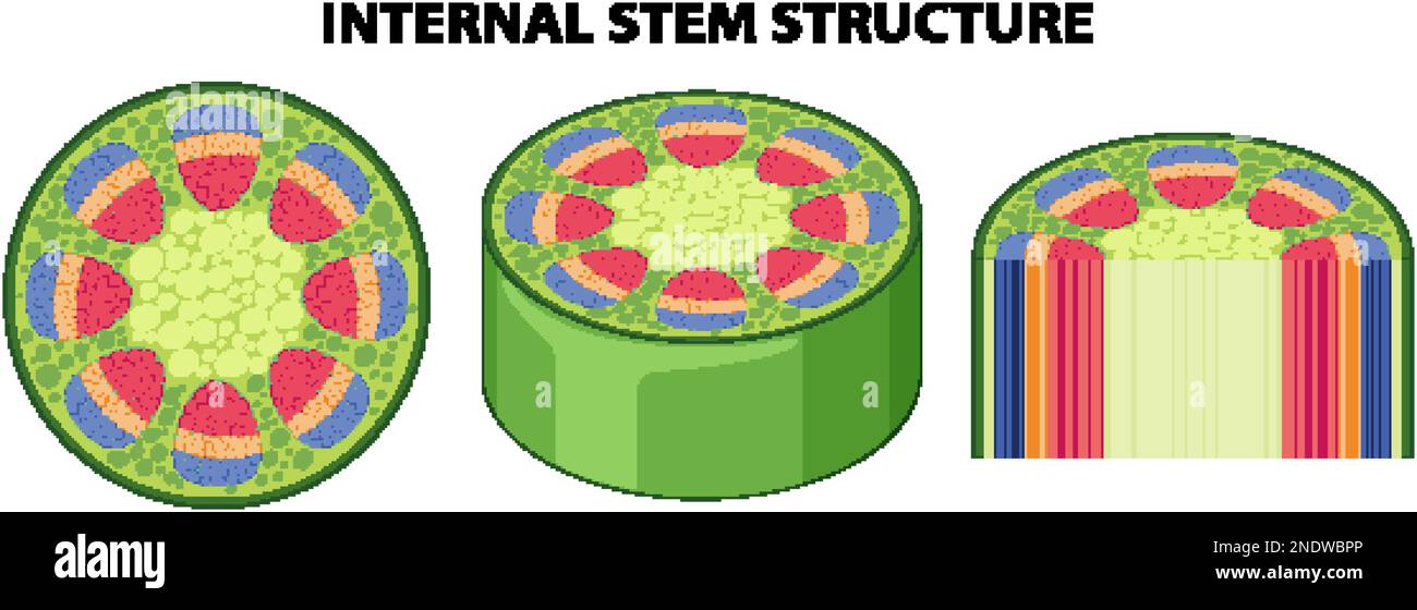 Internal structure of stem diagram illustration Stock Vector Image ...
