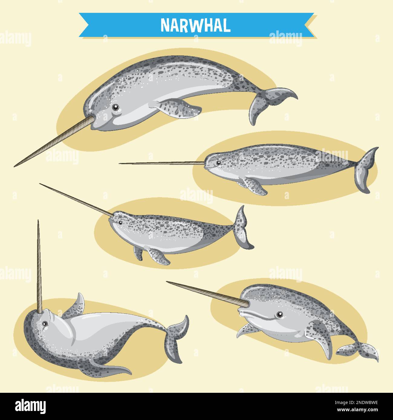 Narwhale cartoon character in different poses illustration Stock Vector Image & Art - Alamy