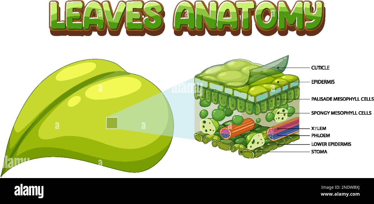 Internal structure of leaf diagram illustration Stock Vector Image ...