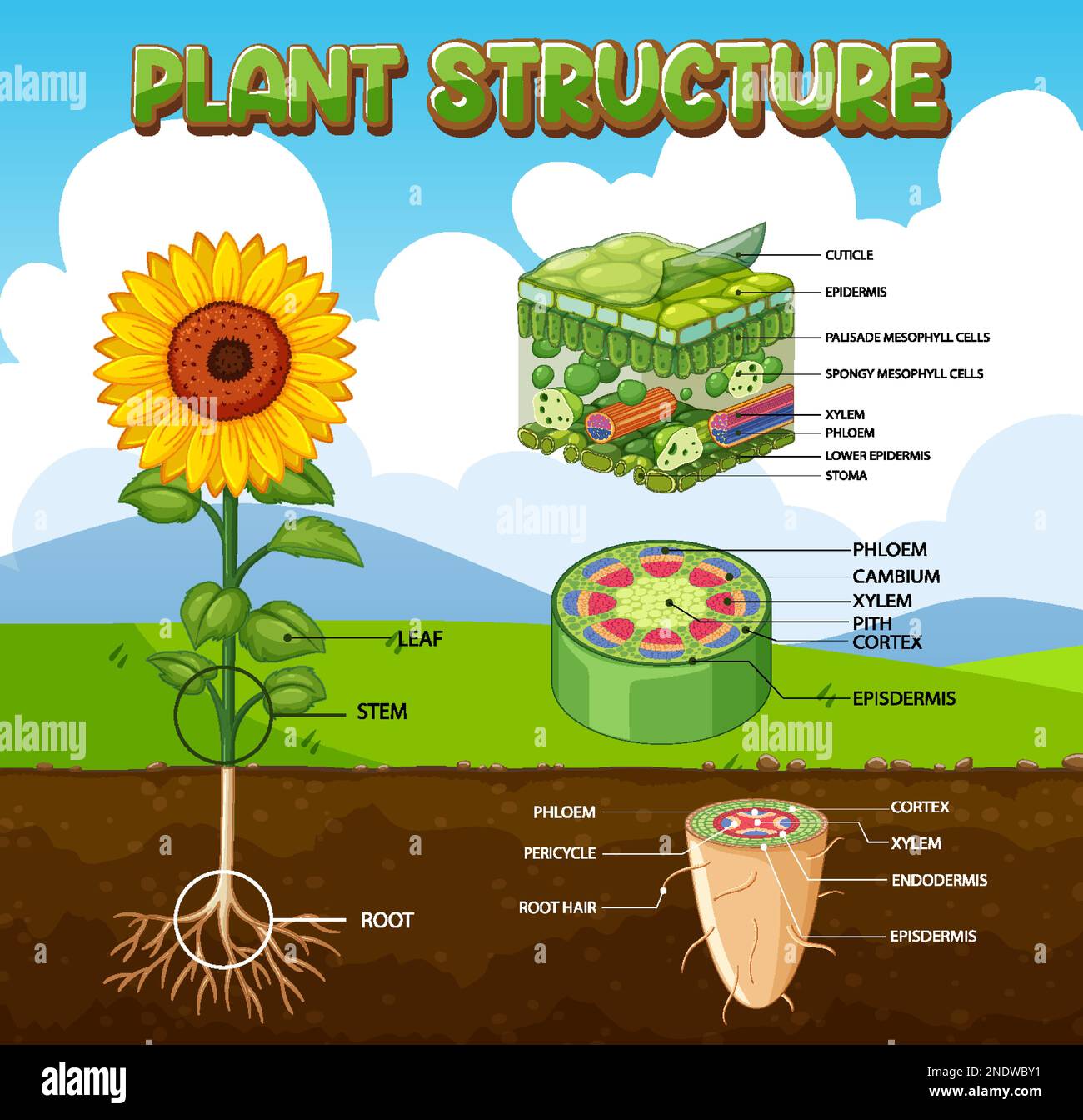 Internal structure of plant diagram illustration Stock Vector Image ...
