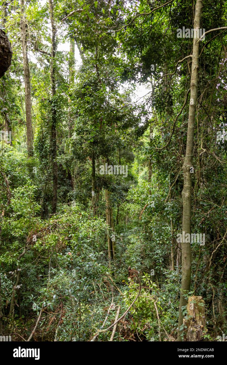 Bunya mountains hi-res stock photography and images - Alamy