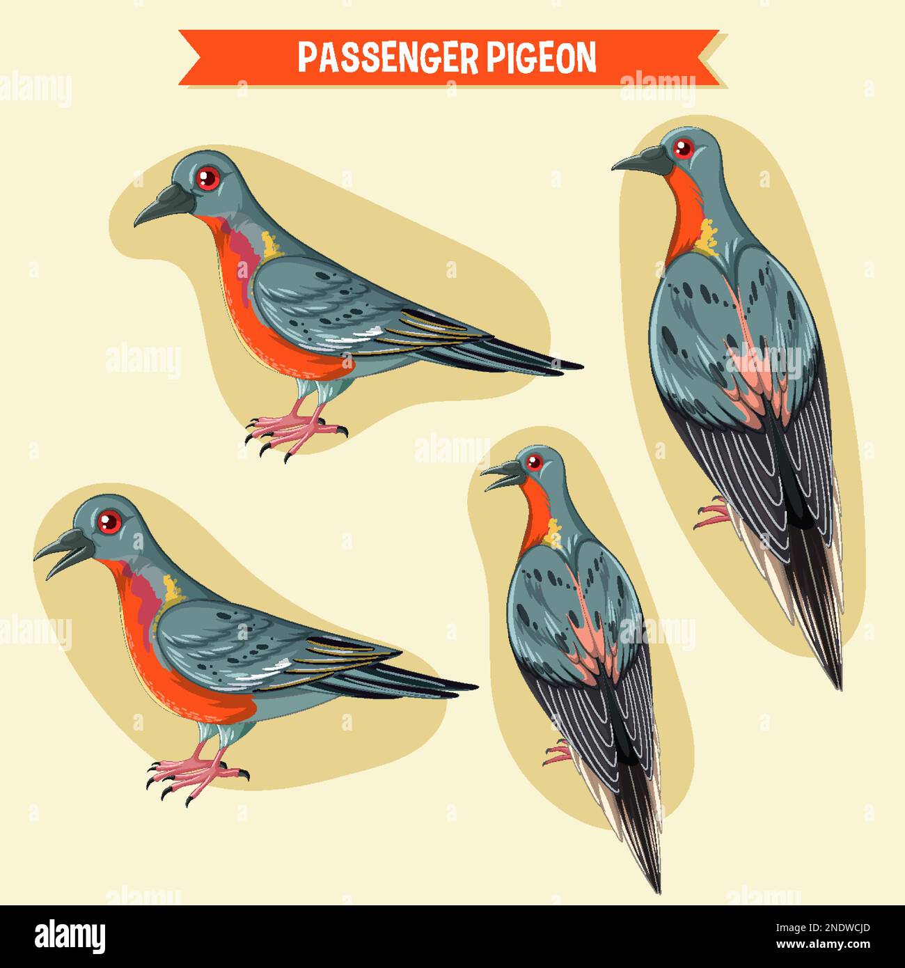 Passenger pigeon extinction hi-res stock photography and images - Alamy