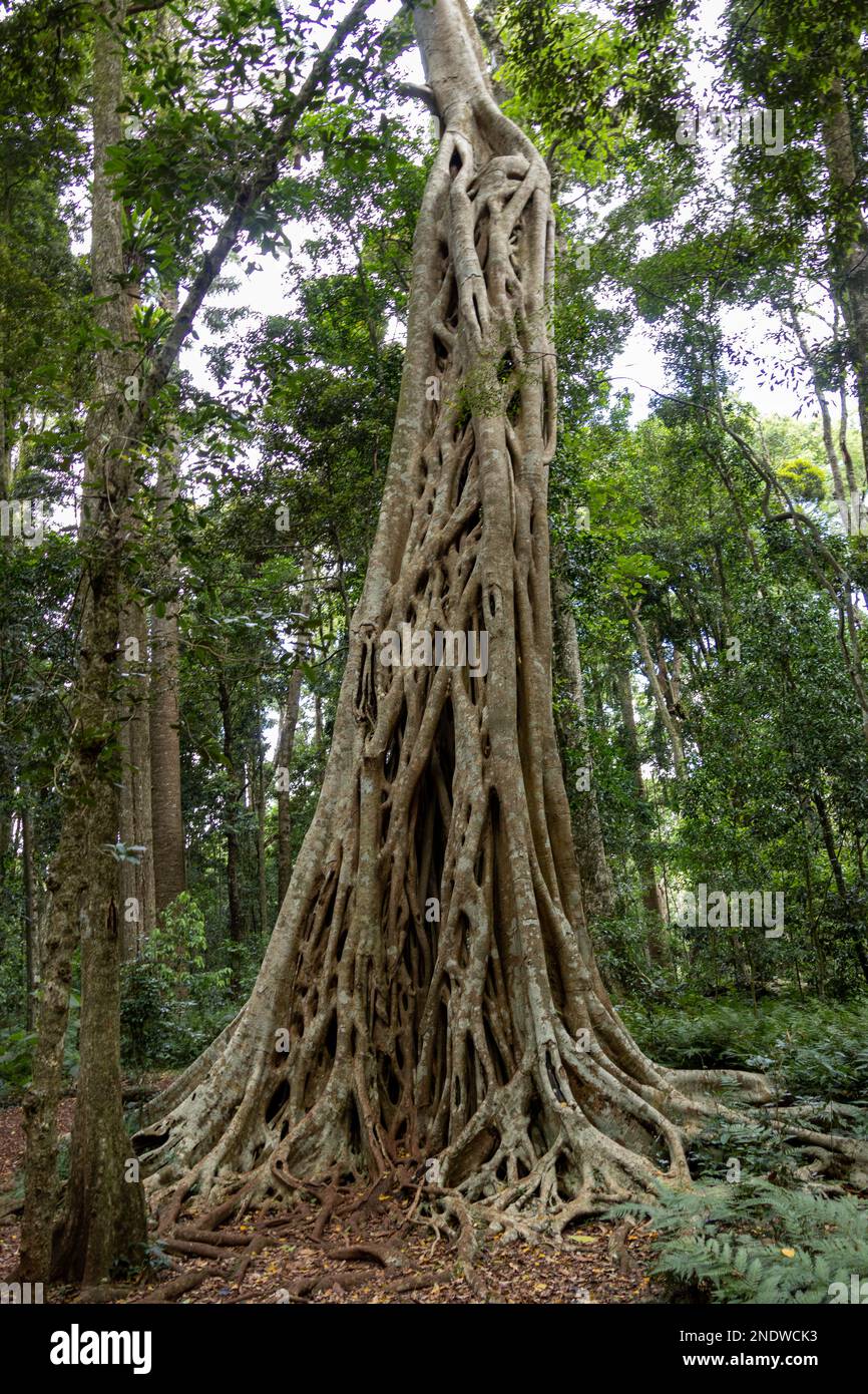 Buttress roots in the Rain Forest Stock Photo - Alamy