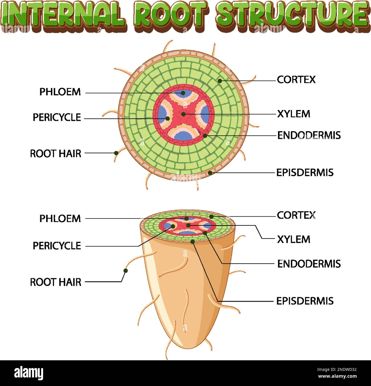 Internal structure of root diagram illustration Stock Vector Image ...