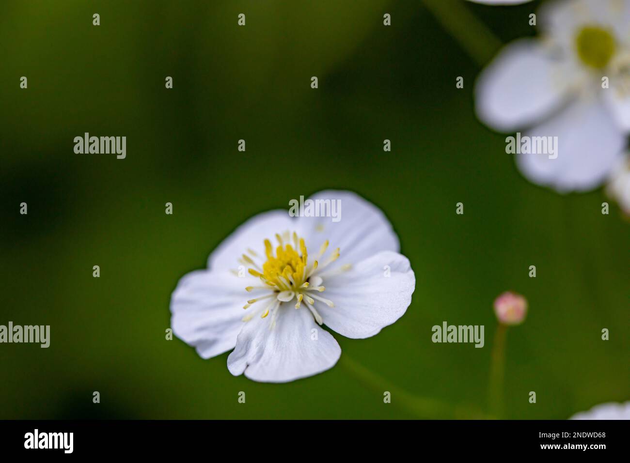 Ranunculus platanifolius growing in mountains Stock Photo - Alamy