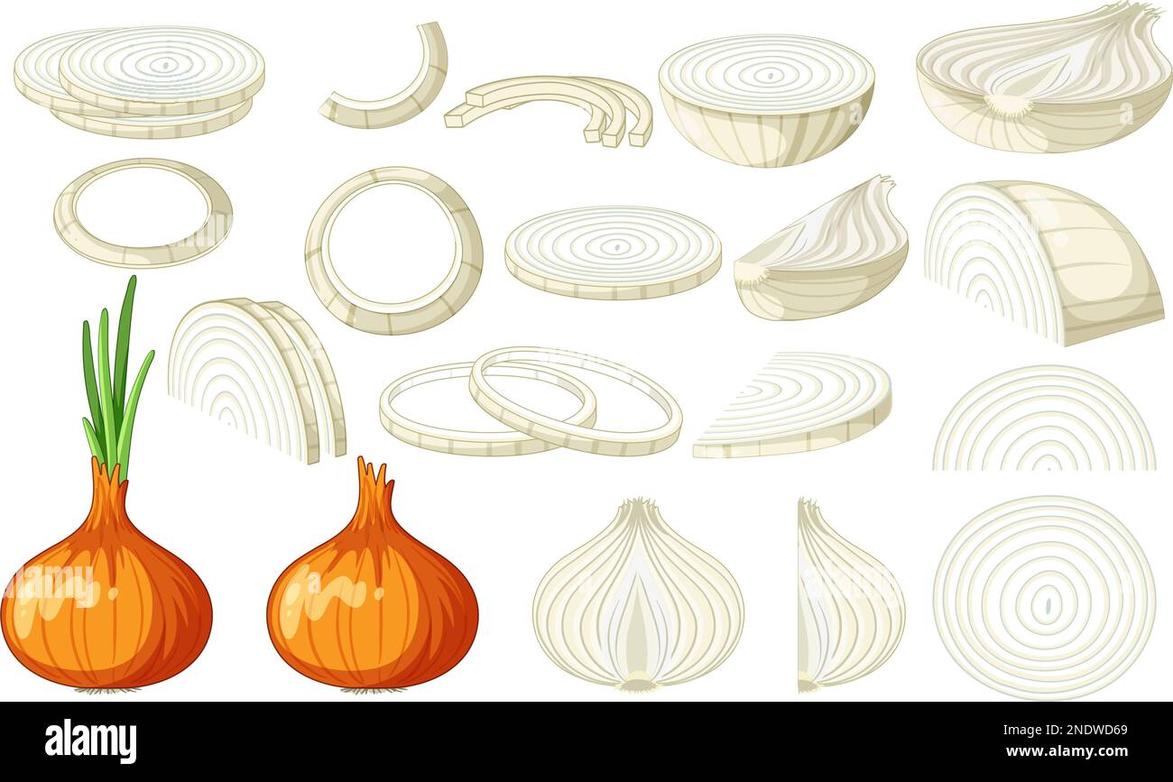 Onion in whole and sliced pieces illustration Stock Vector Image & Art ...