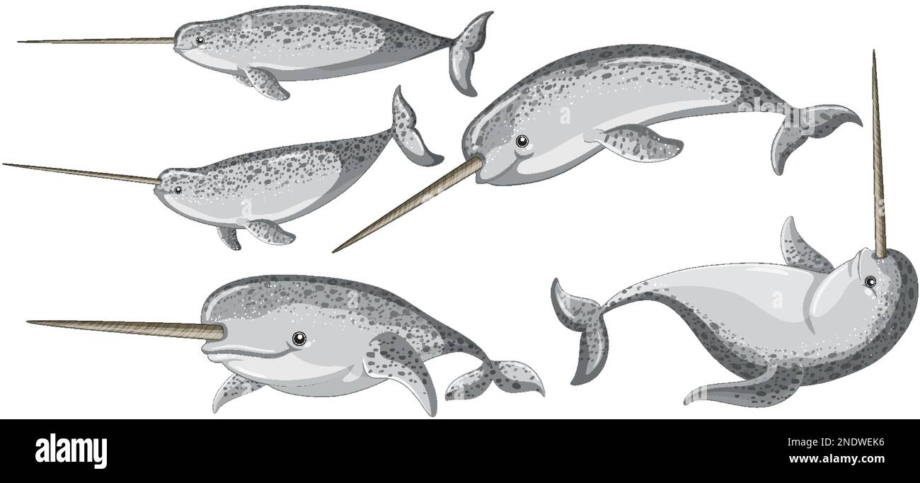 Narwhal in cartoon style illustration Stock Vector Image & Art - Alamy