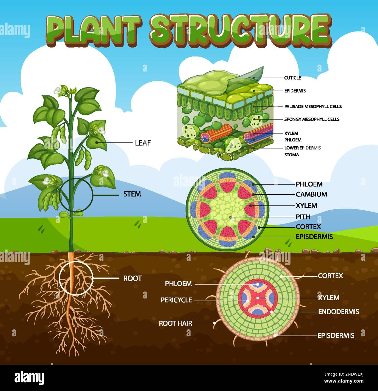 Internal structure of plant diagram illustration Stock Vector Image ...