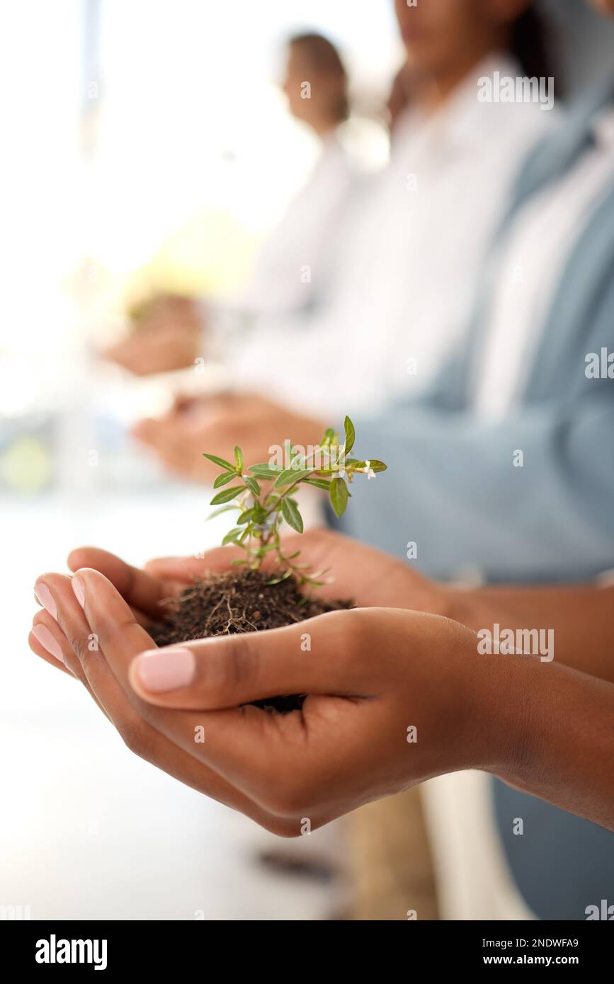Plants, hands and business growth for eco friendly investment ...