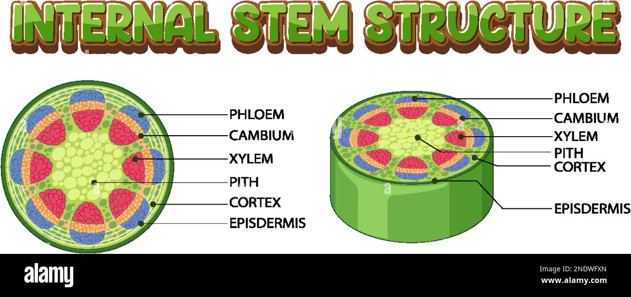 Internal structure of stem diagram illustration Stock Vector Image ... Internal structure of stem diagram illustration Stock Vector Image ...