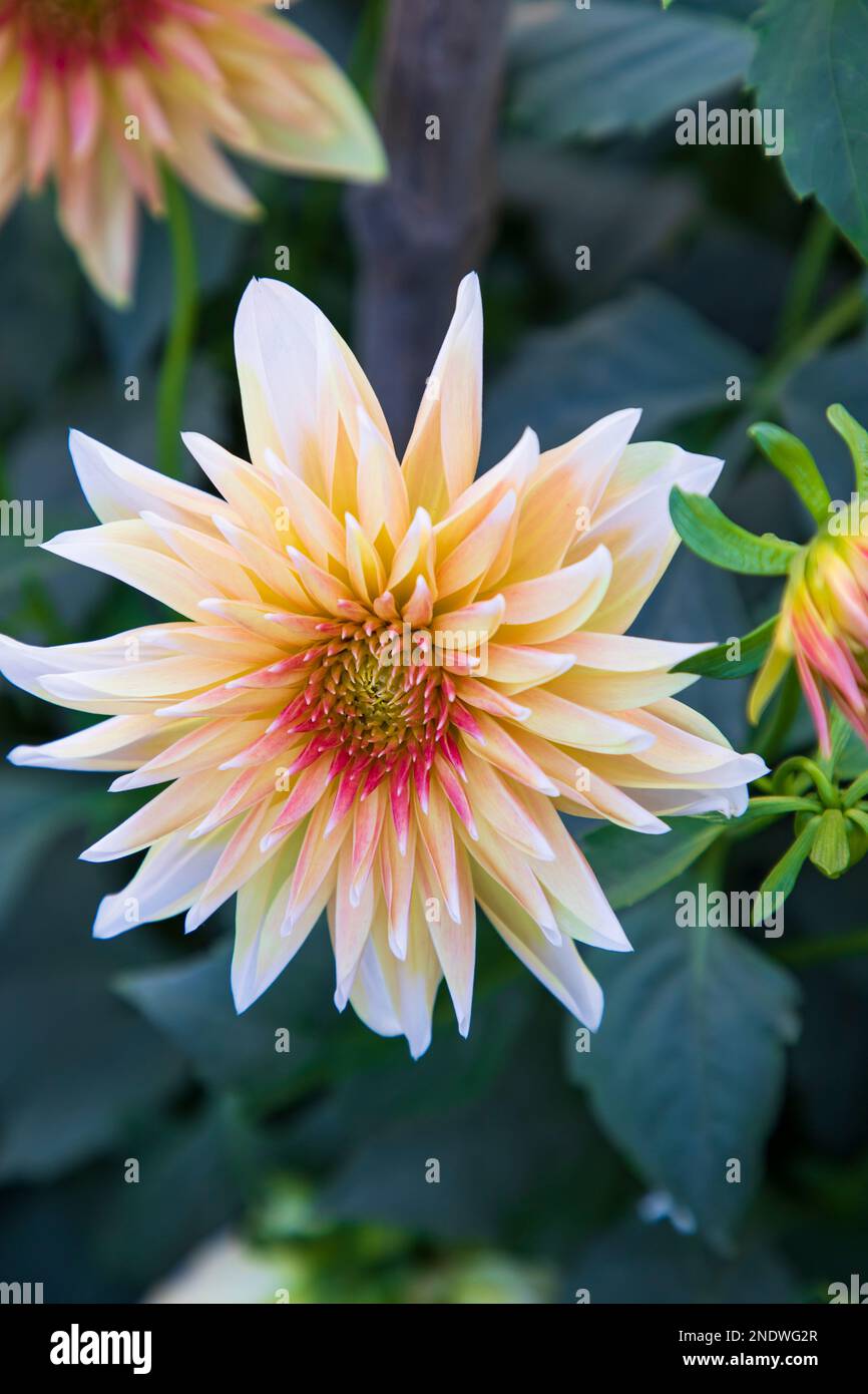 Beautiful Blooming Colorful Dahlia Flower in the Garden Tree Stock ...