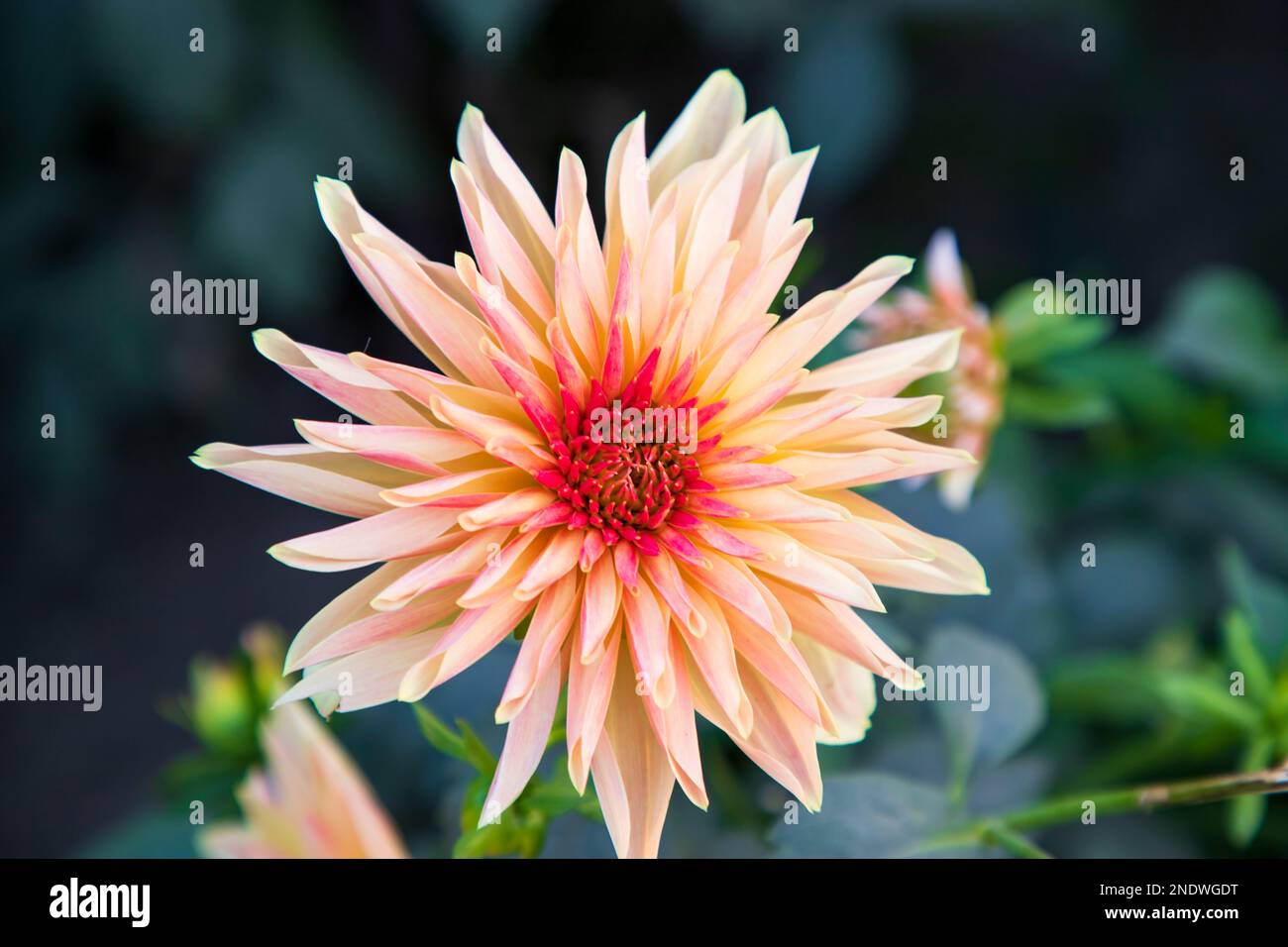 Beautiful Blooming Colorful Dahlia Flower in the Garden Tree Stock ...